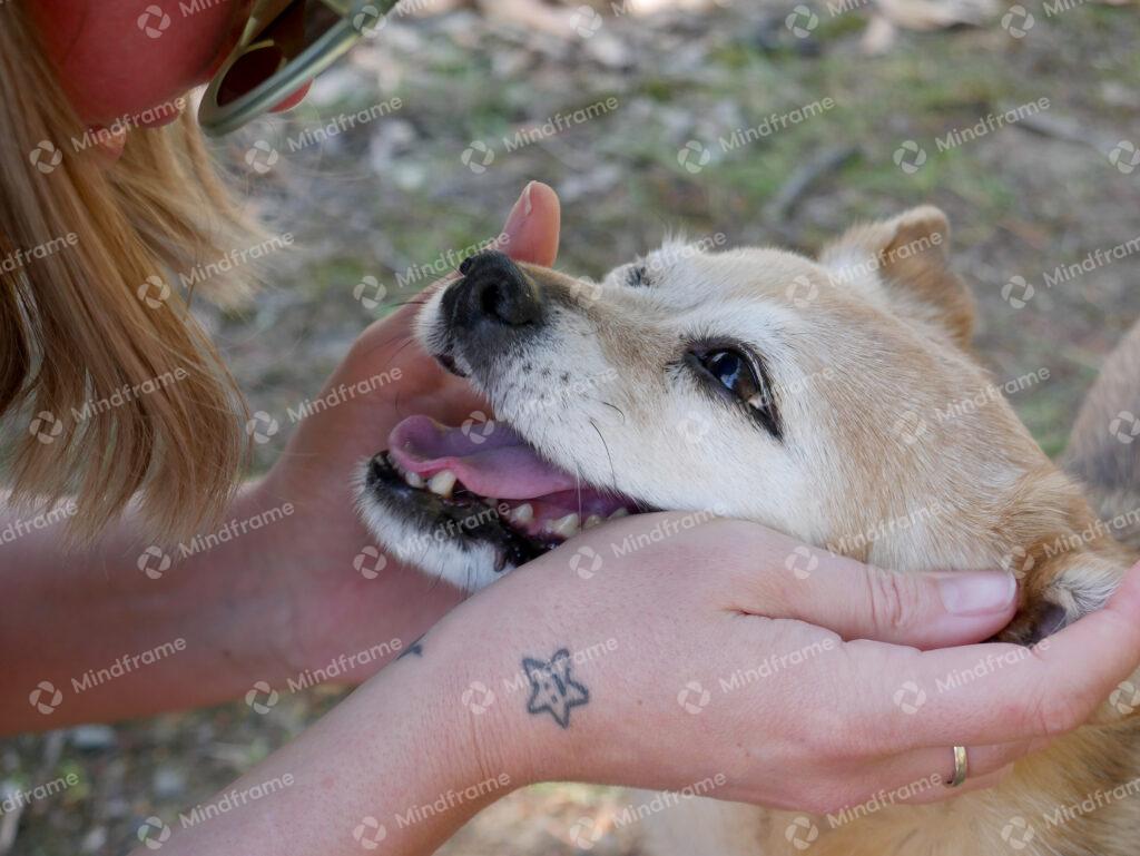 Dog getting a pat – Mindframe online image collection