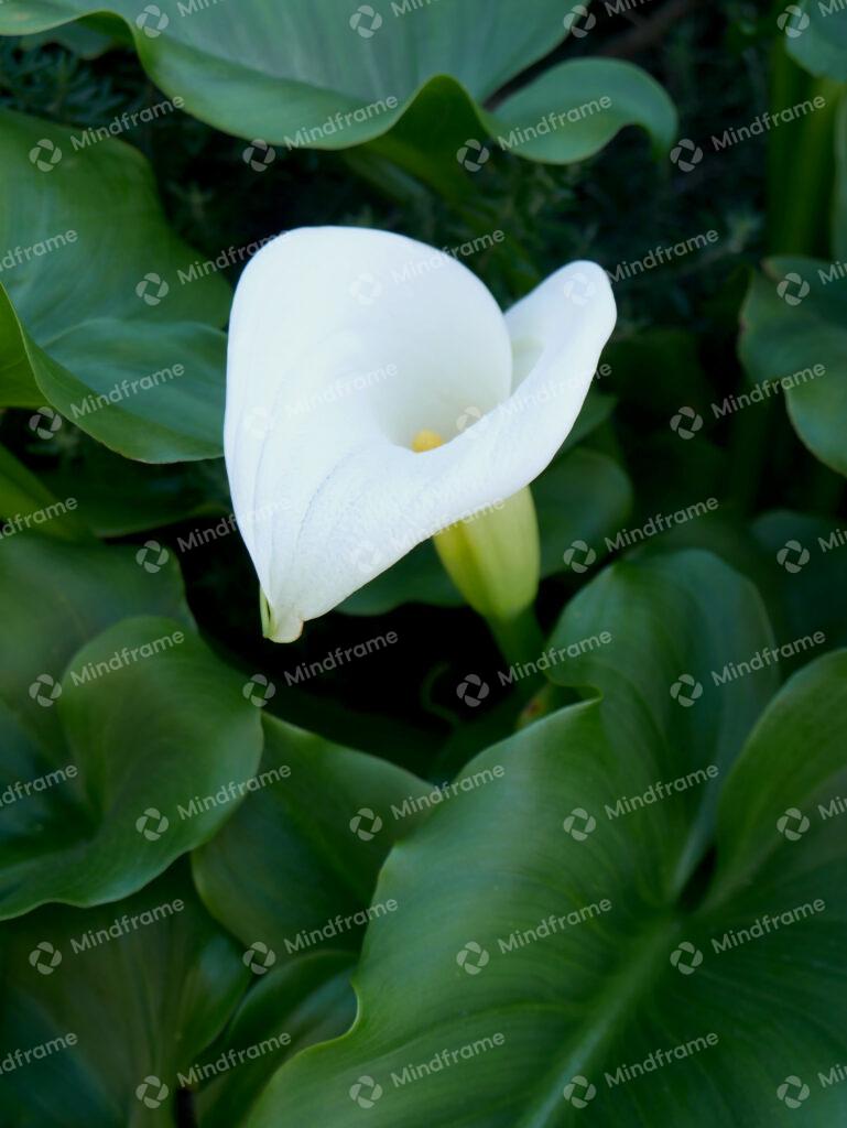 White lily in green foliage portrait – Mindframe online image collection